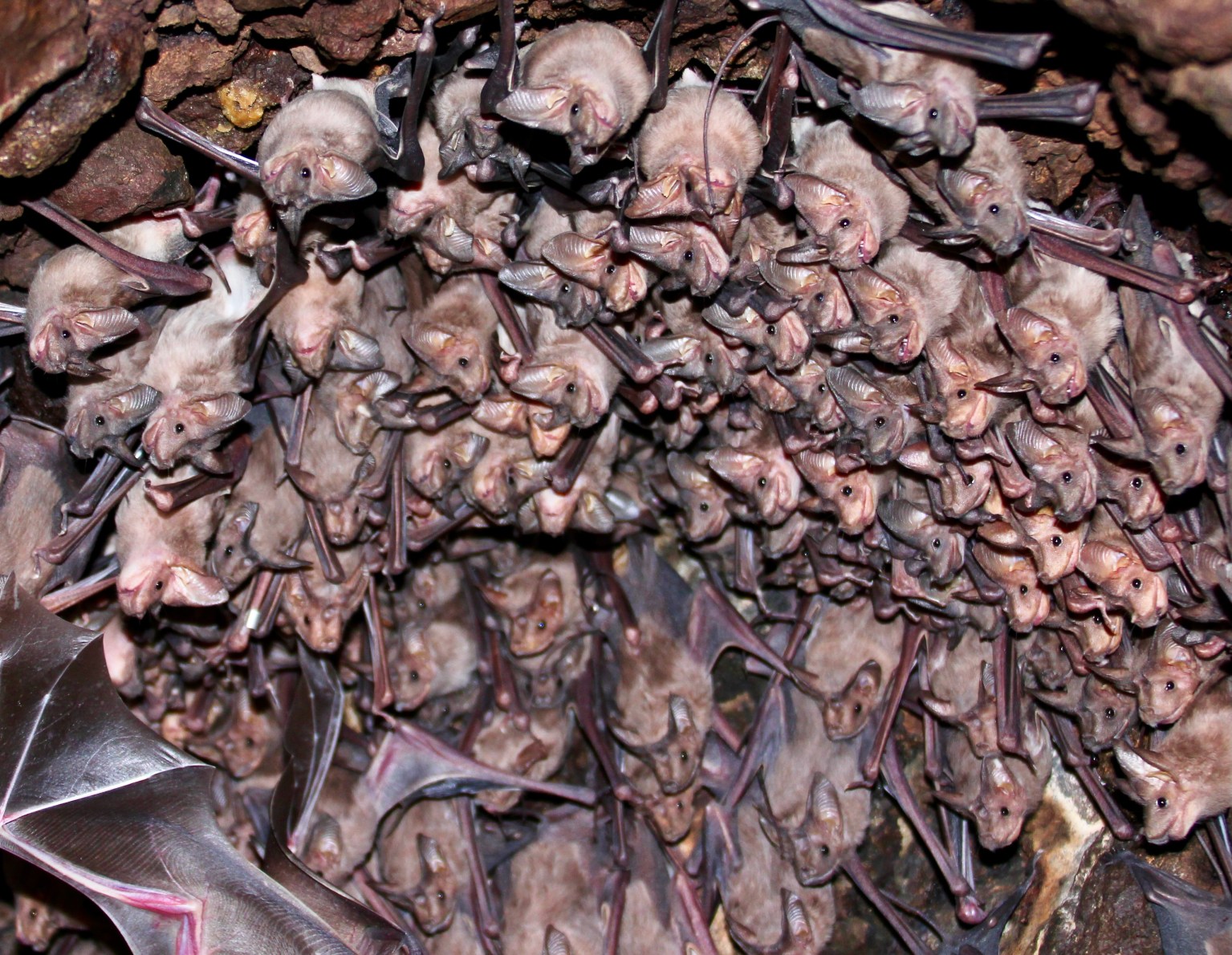 How bats avoid crashing into one another | Popular Science