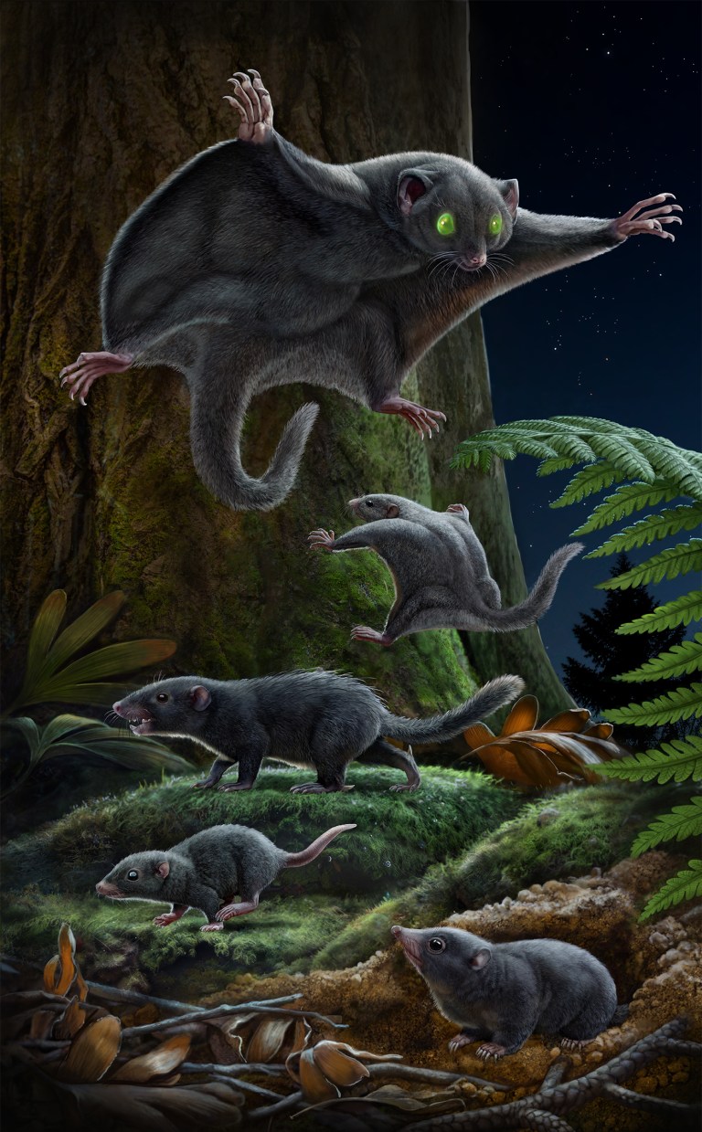 Early mammals were all one color, study suggests | Popular Science