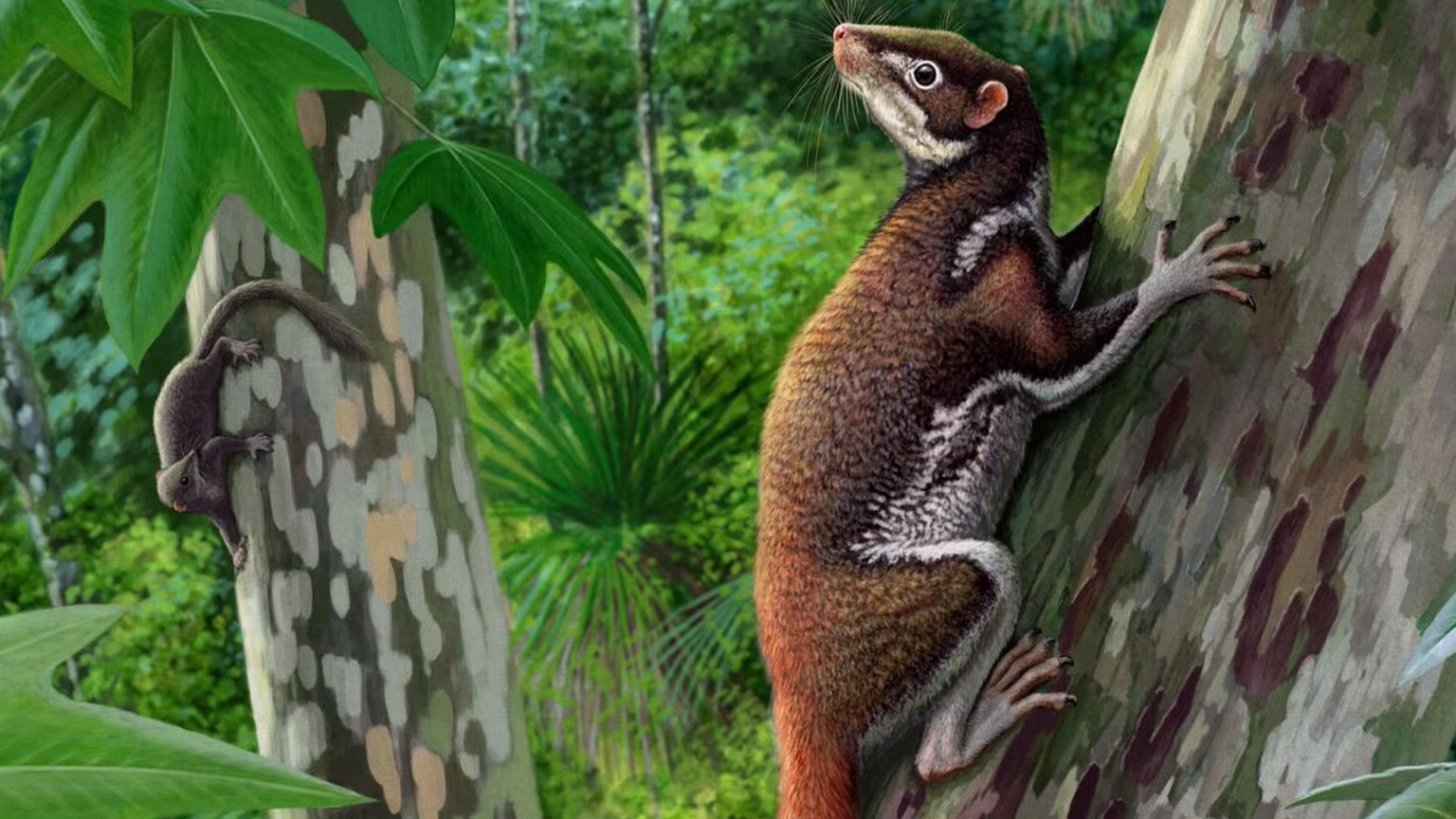 This extinct tree-dwelling mammal may be among humans' closer relatives ...