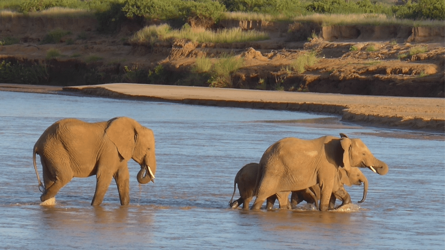 Elephants avoid wasting energy during their epic journeys | Popular Science