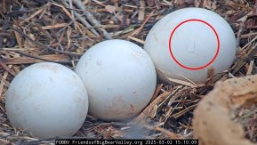 Pips spotted! Live cam bald eagles' eggs shows hopeful signs of ...