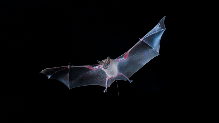 Caught on camera: Rats hunting bats mid-flight | Popular Science