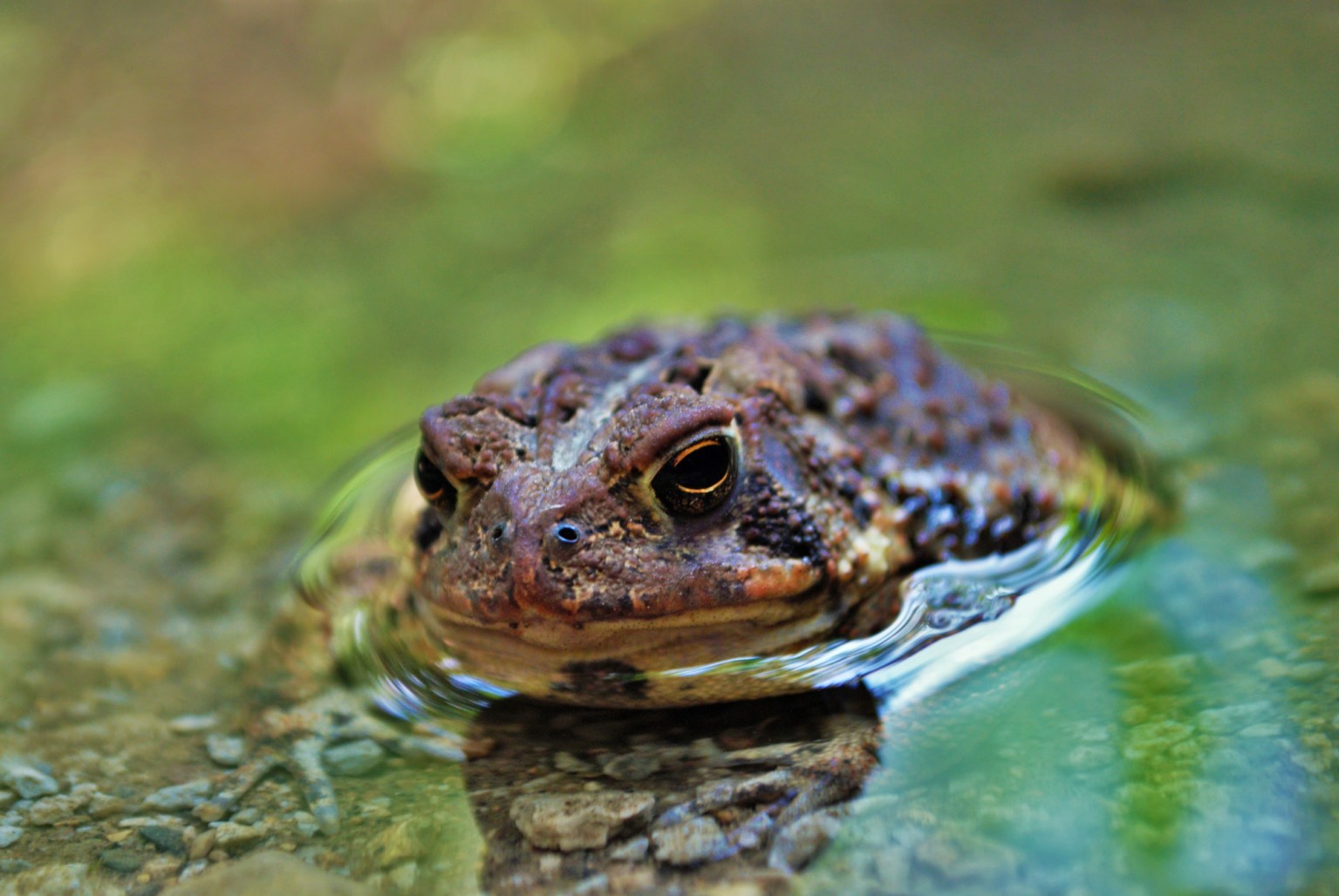 Earth's 5 catastrophic mass extinctions, explained | Popular Science