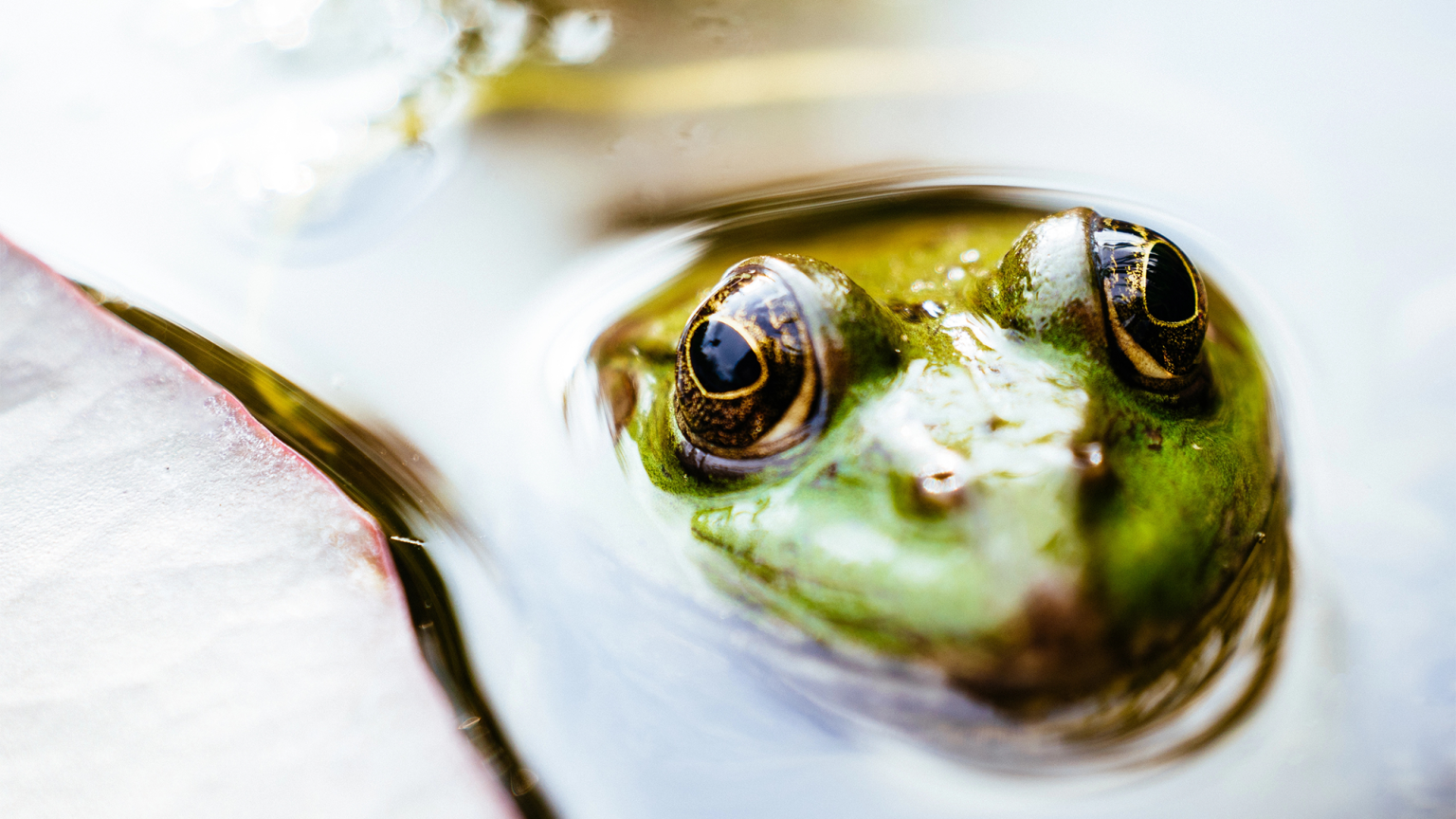 Earth's 'Great Dying' killed 80-90% of life. How some amphibians ...