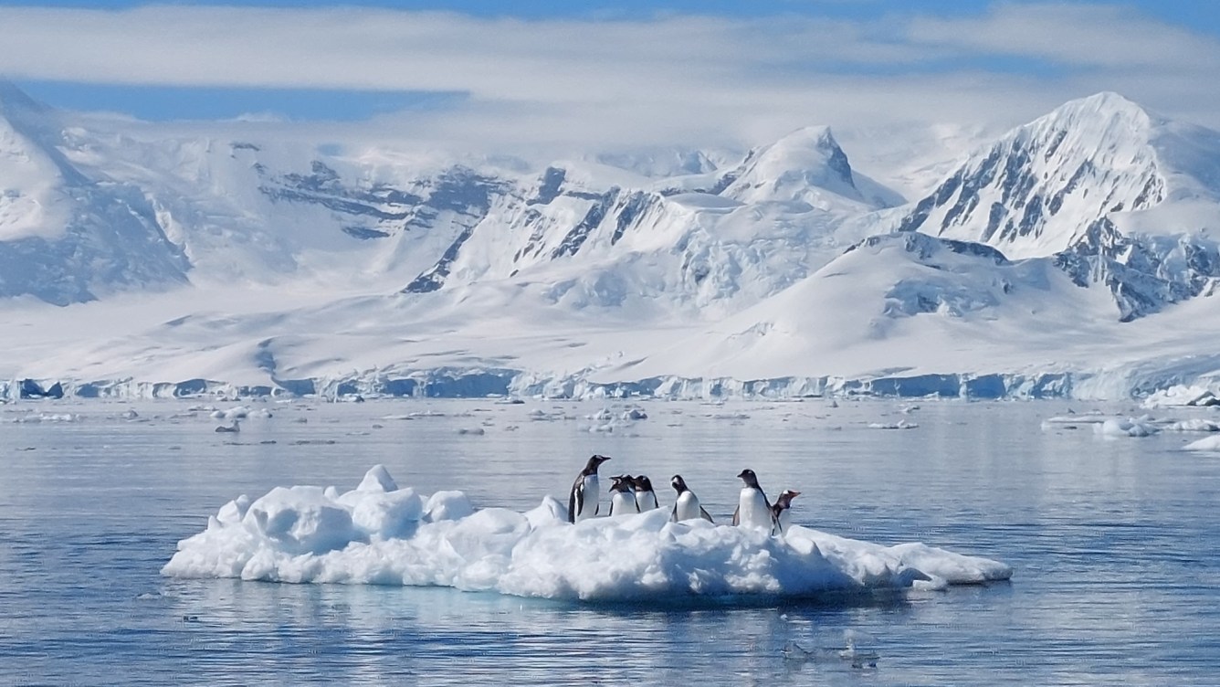 A small amount of penguin poop is enough to spook krill | Popular Science