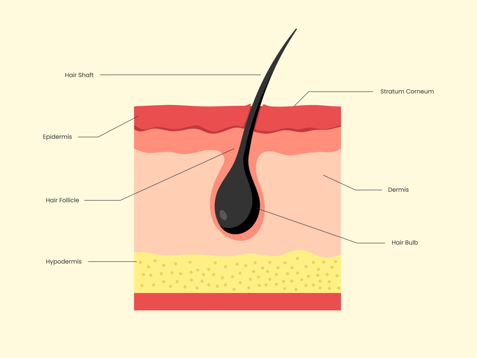 How is head hair different from body hair? | Popular Science