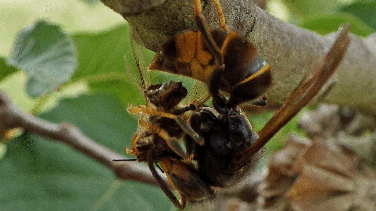 1,400 different bug species found in the guts of Asian hornets ...