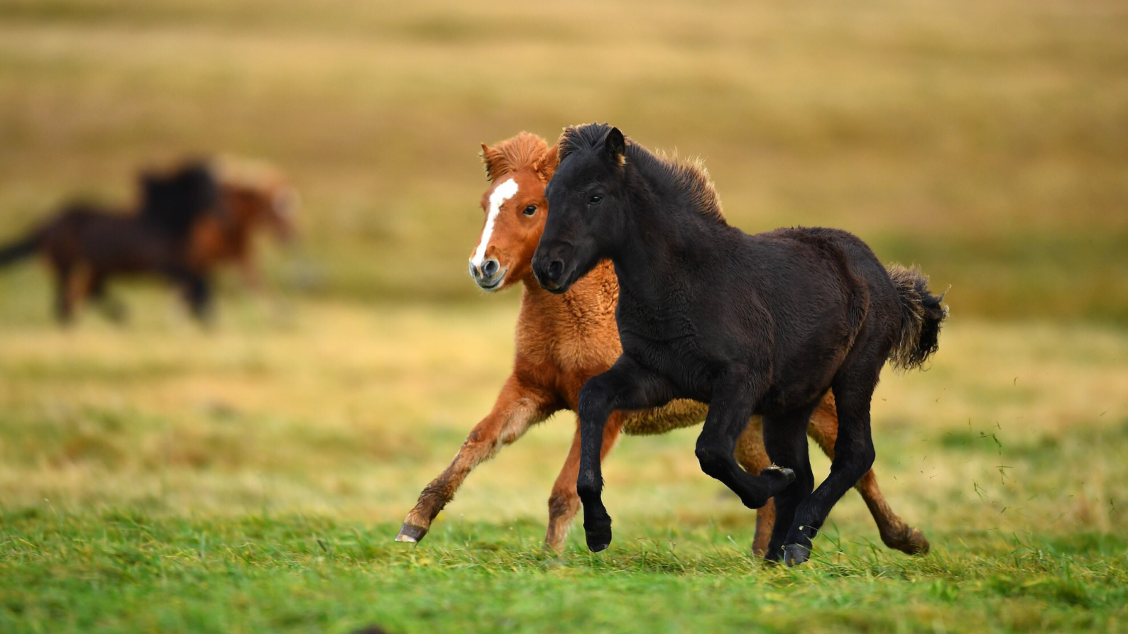 Scientists discover why horses are such exceptional athletes | Popular ...