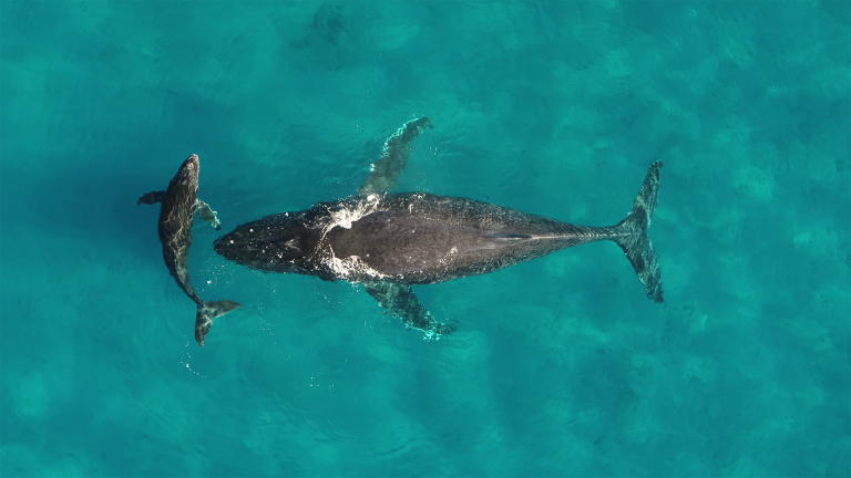 Whale pee moves vital nutrients thousands of miles | Popular Science