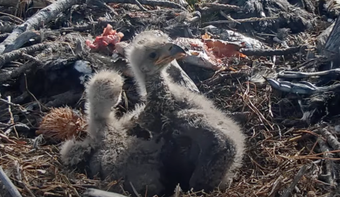 Help Jackie and Shadow name their bald eagle chicks | Popular Science