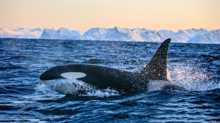 Chernobyl’s feral dogs are genetically unique, but not mutated ...
