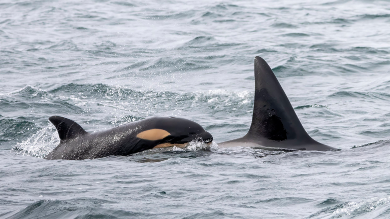 Wild orcas will sometimes offer food to humans | Popular Science