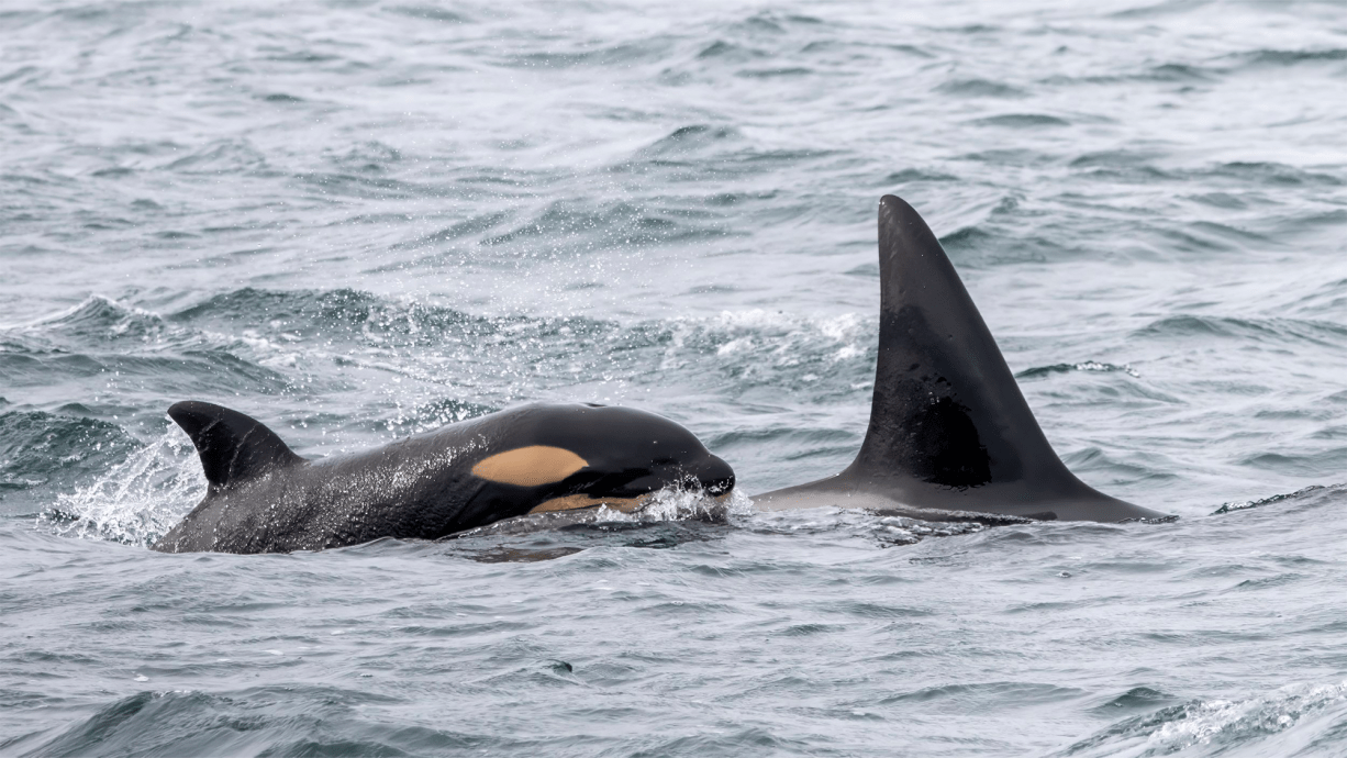 Baby orca is a descendent of a whale almost sold to SeaWorld in 1976 ...