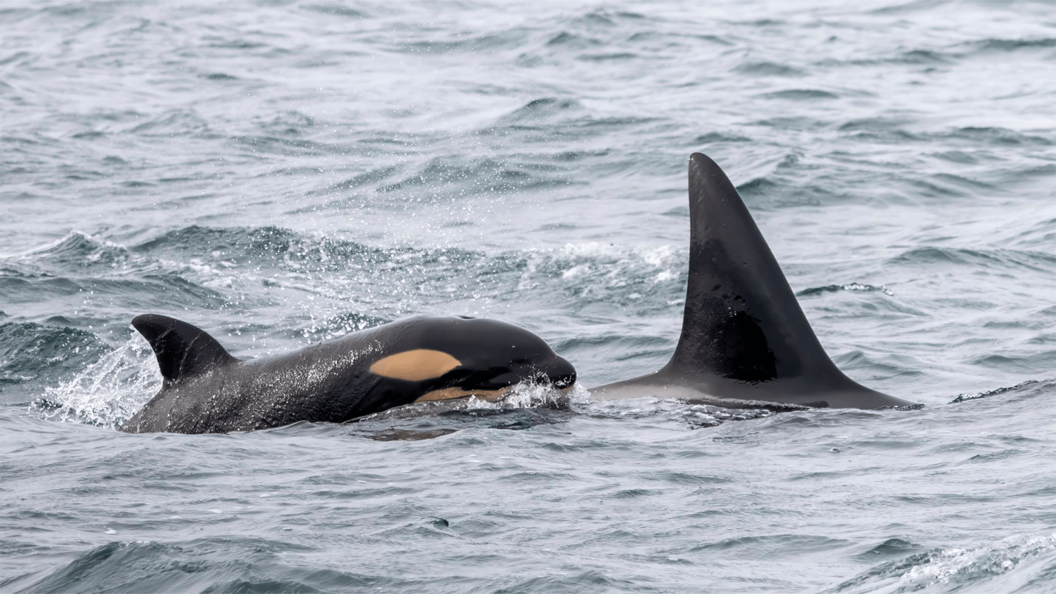 Baby orca is a descendent of a whale almost sold to SeaWorld in 1976 ...