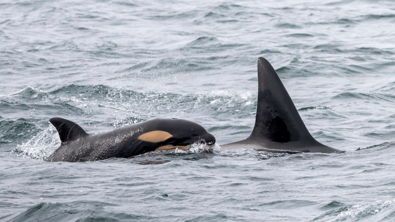Baby orca is a descendent of a whale almost sold to SeaWorld in 1976 ...