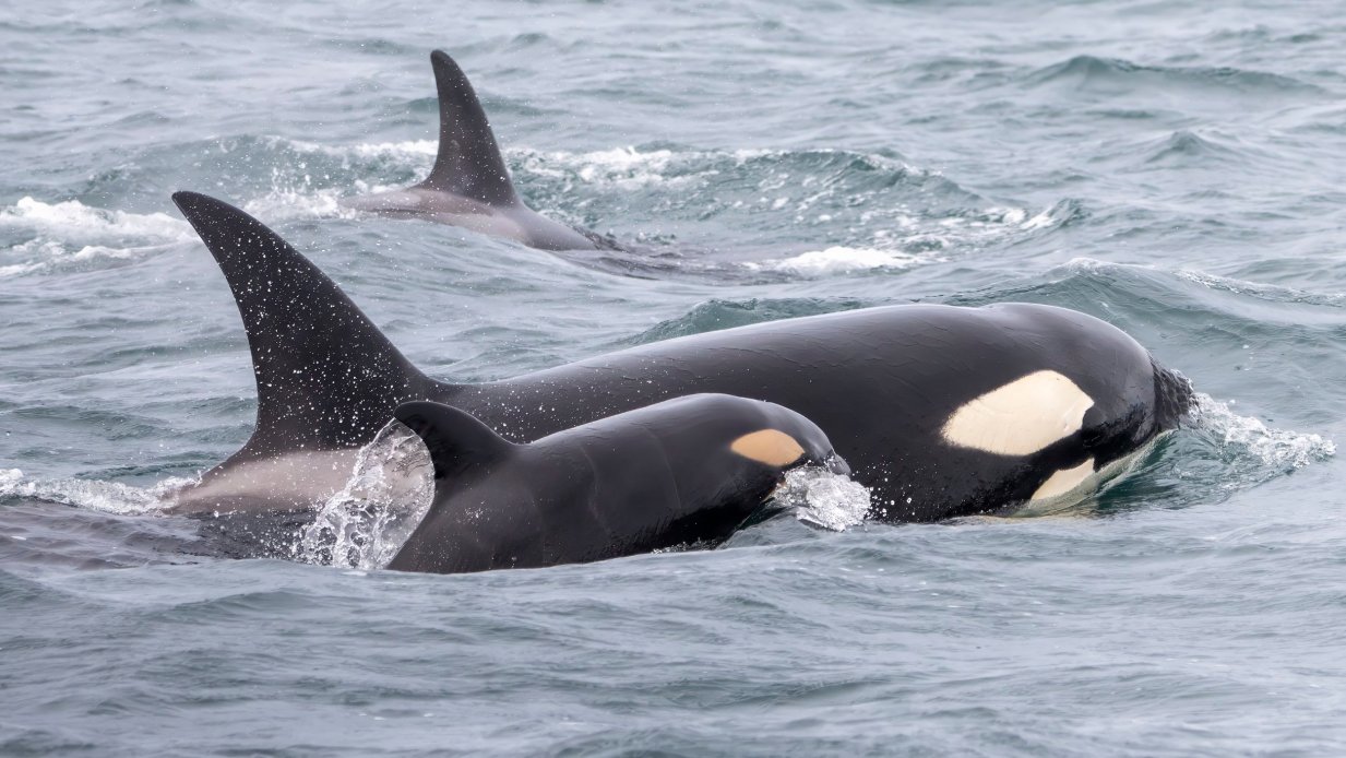 Baby orca is a descendent of a whale almost sold to SeaWorld in 1976 ...