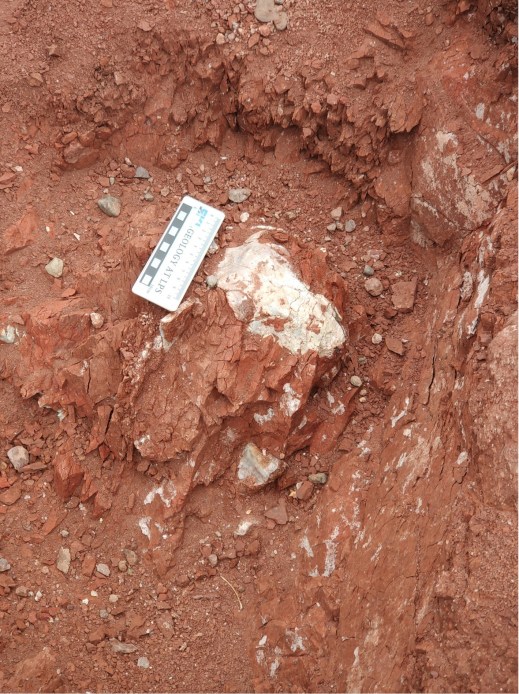 The remote locale that shielded plants during Earth's biggest mass ...
