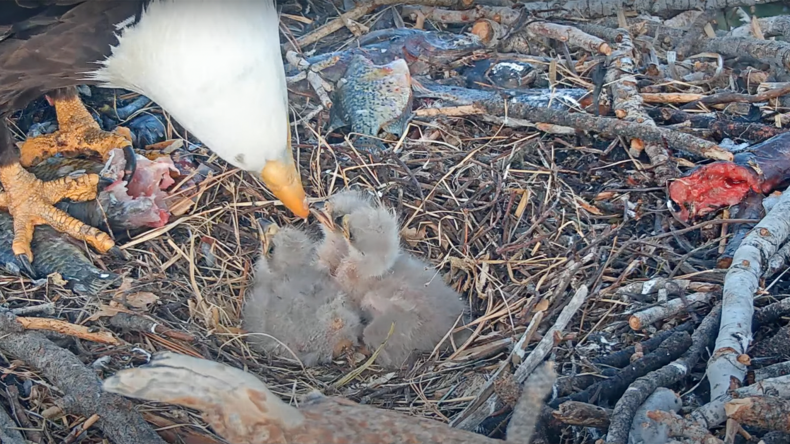 The famous bald eagle nest live cam is back and we have 3 baby eaglets ...