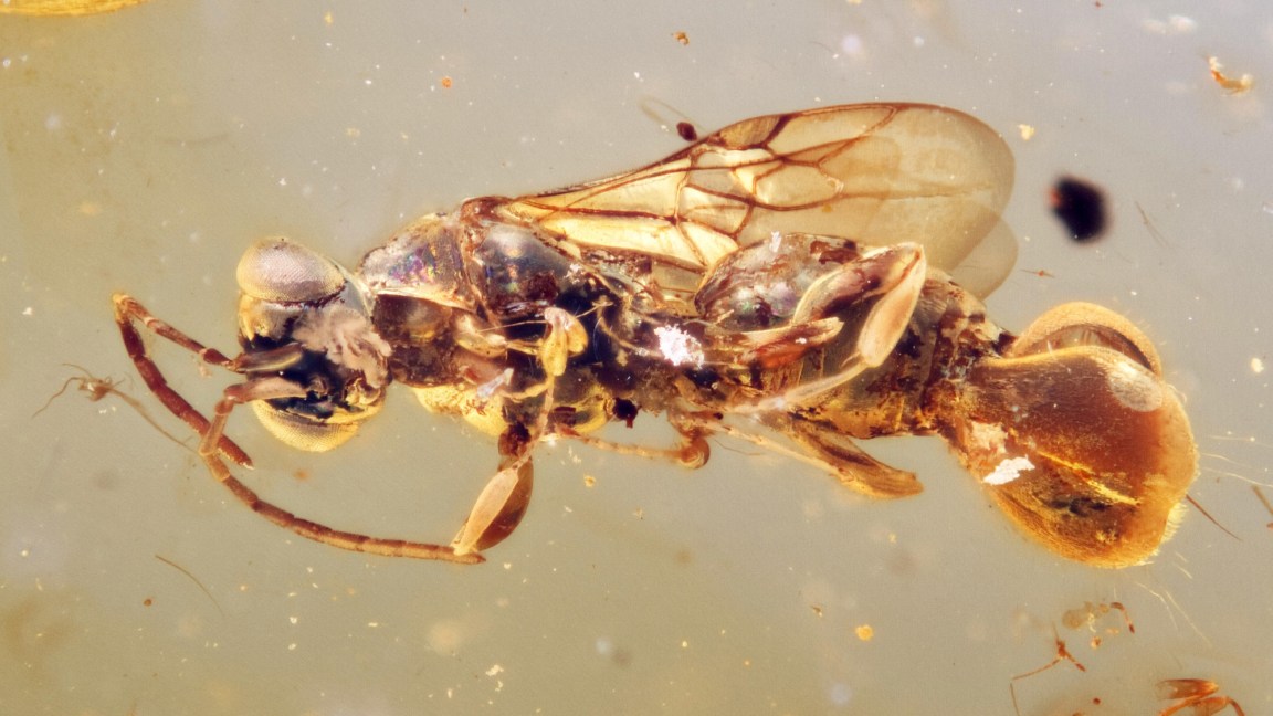 This ancient 'Venus fly-trap' wasp used its butt to kill | Popular Science