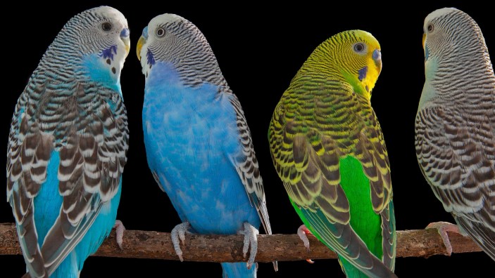The parrots having human-like conversations | Popular Science