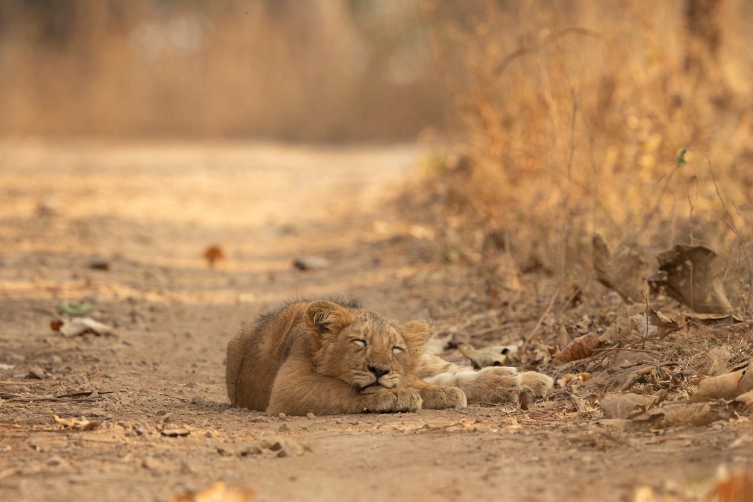 20 helpful Amazon Echo voice commands for you to try