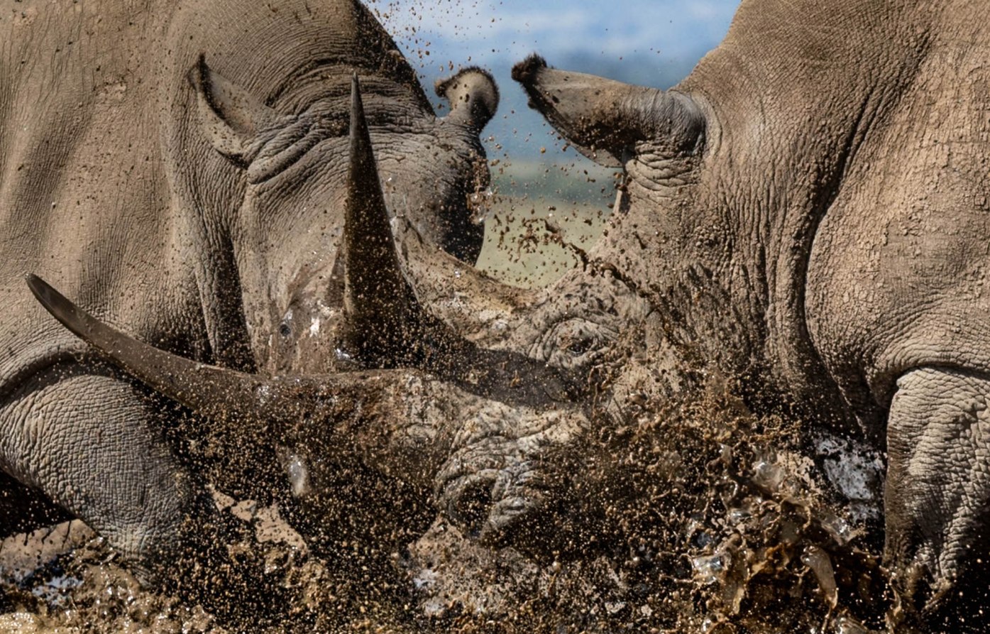 20 unforgettable images of Earth's animal kingdom | Popular Science