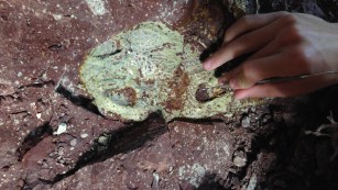 Ancient alligator-sized amphibians died under mysterious circumstances ...