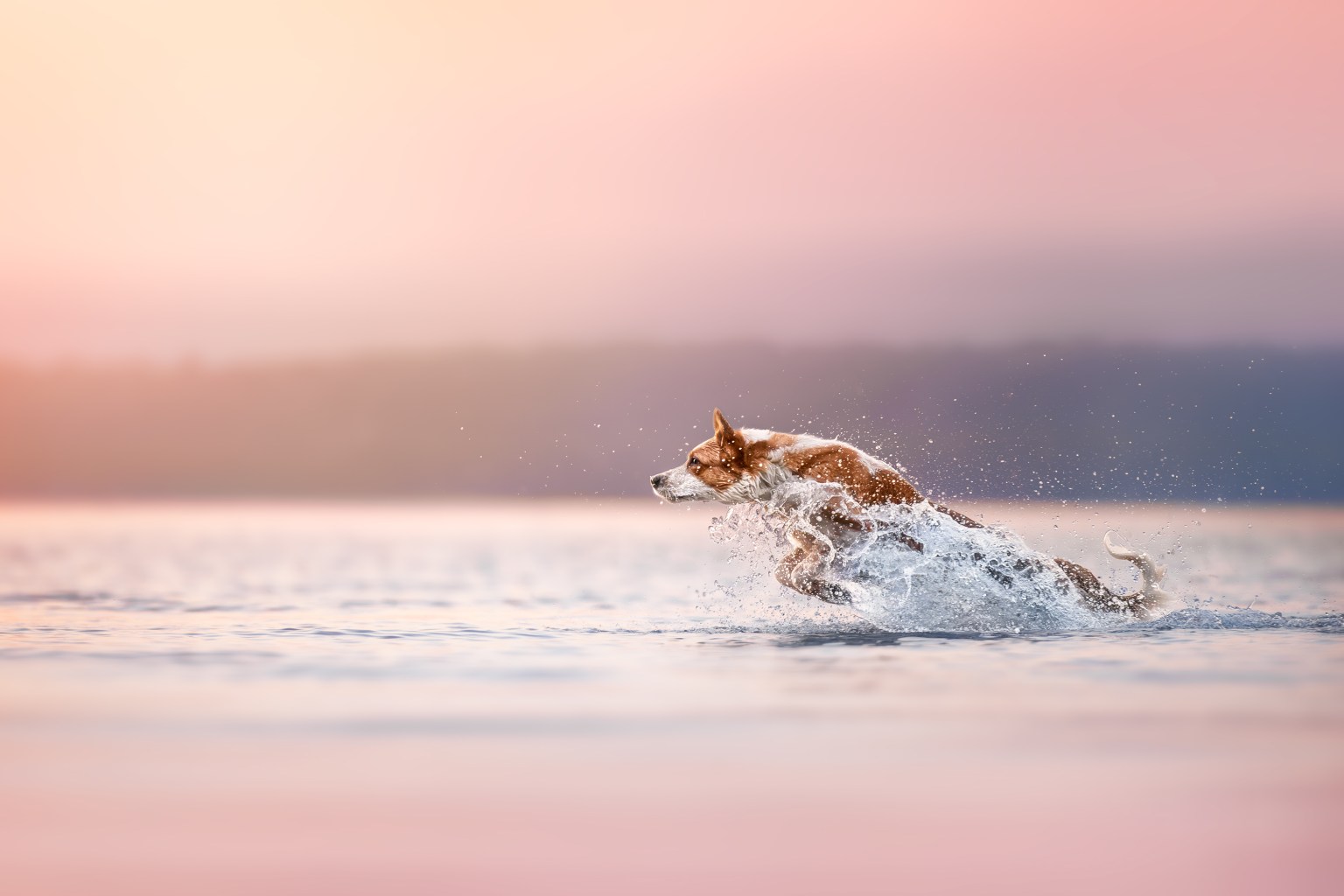 15 delightful images from the International Pet Photography Awards ...
