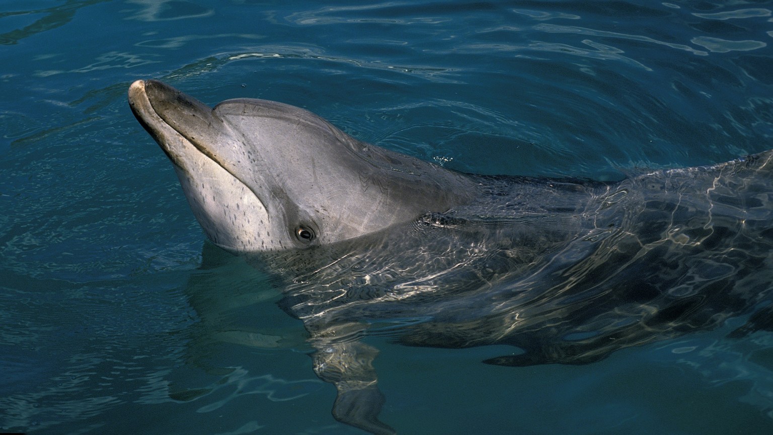 Google made an AI model to talk to dolphins | Popular Science