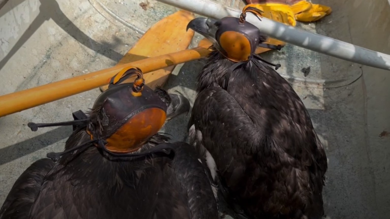 Rescuers borrow canoe to save baby bald eagles in river | Popular Science