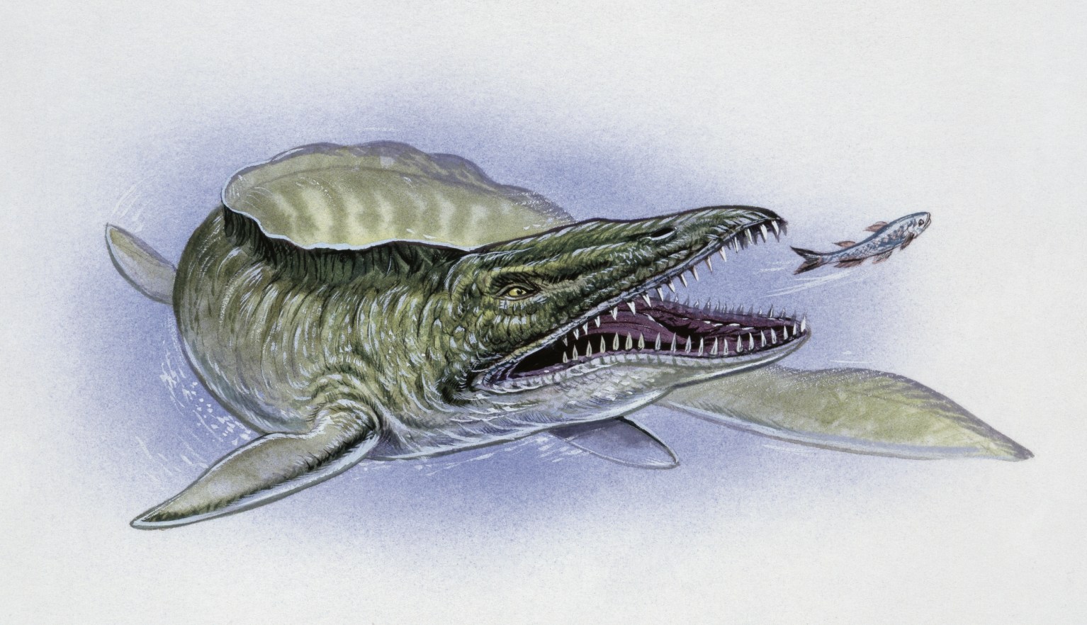 Geologists accidentally found a monstrous mosasaur fossil in ...