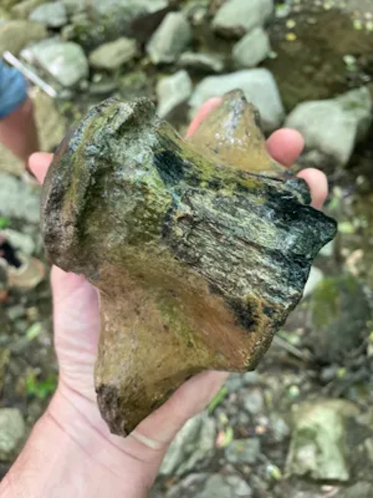 Geologists accidentally found a monstrous mosasaur fossil in ...