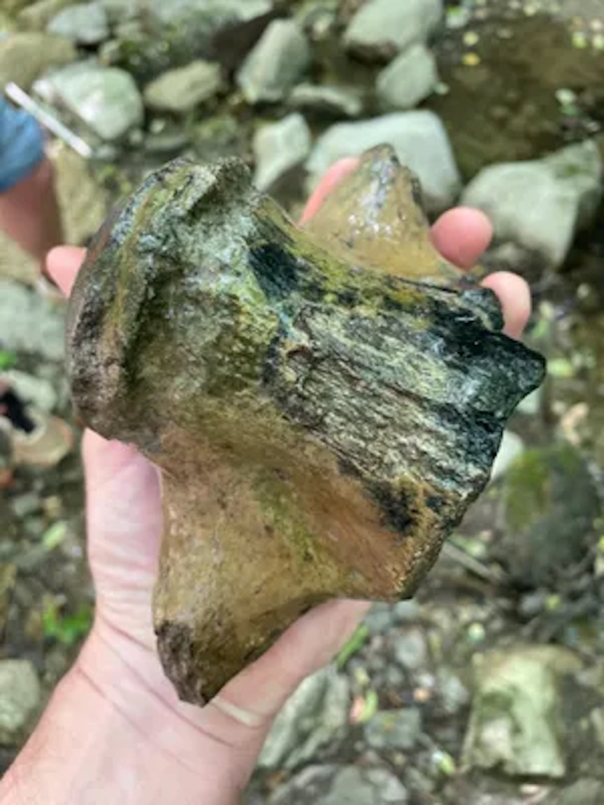 Geologists accidentally found a monstrous mosasaur fossil in ...