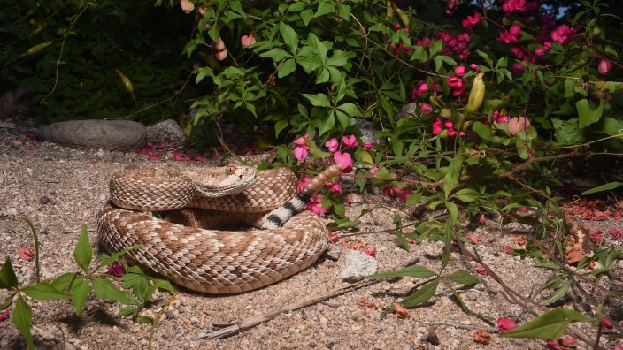 How snake bites really work | Popular Science