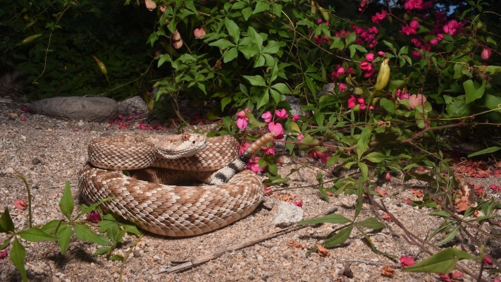How snake bites really work | Popular Science