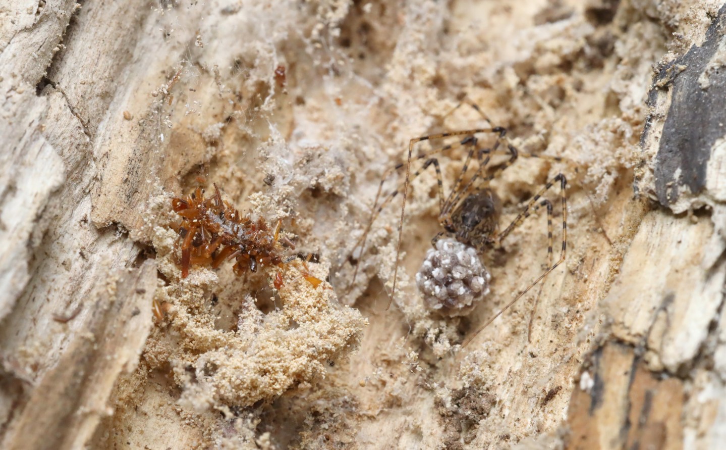 'Bone collector' caterpillar wears the body parts of dead bugs ...