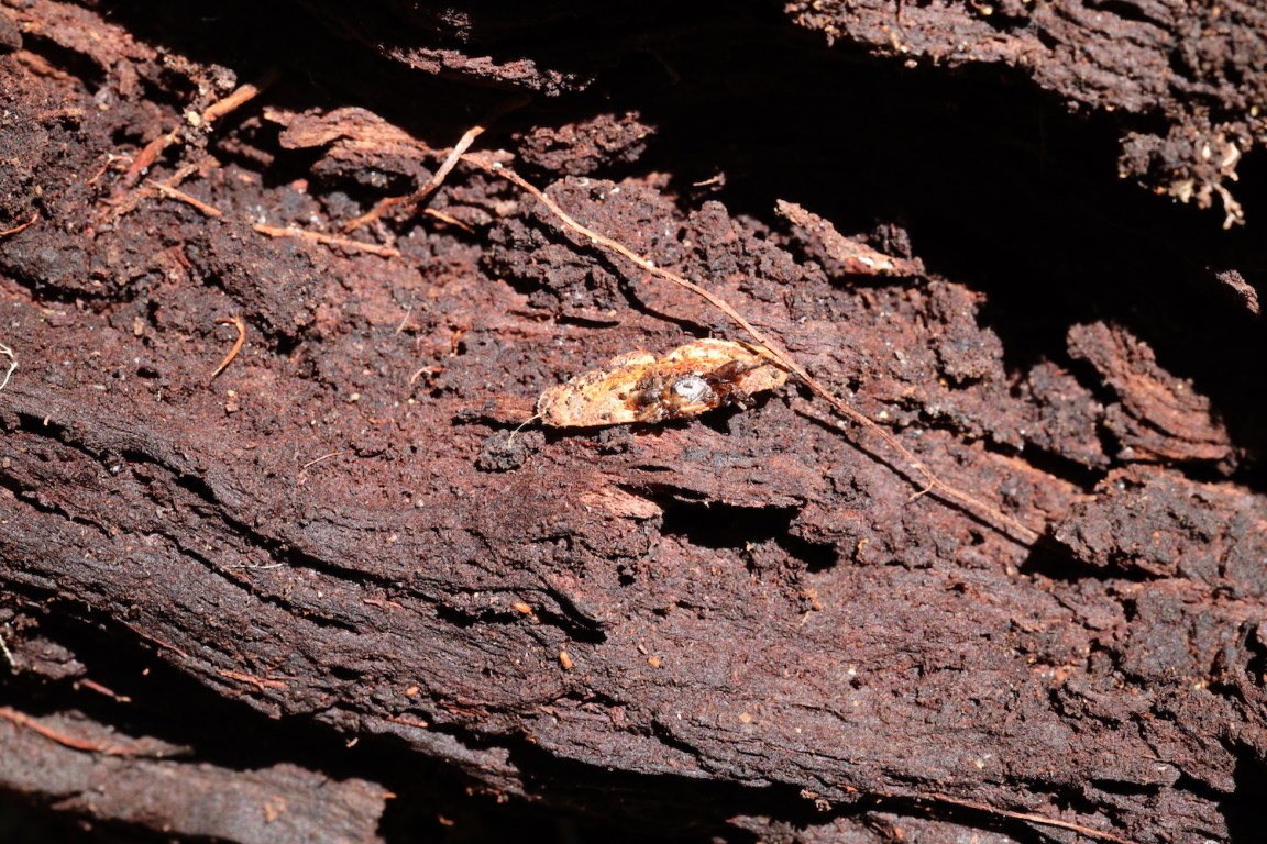 'Bone collector' caterpillar wears the body parts of dead bugs ...