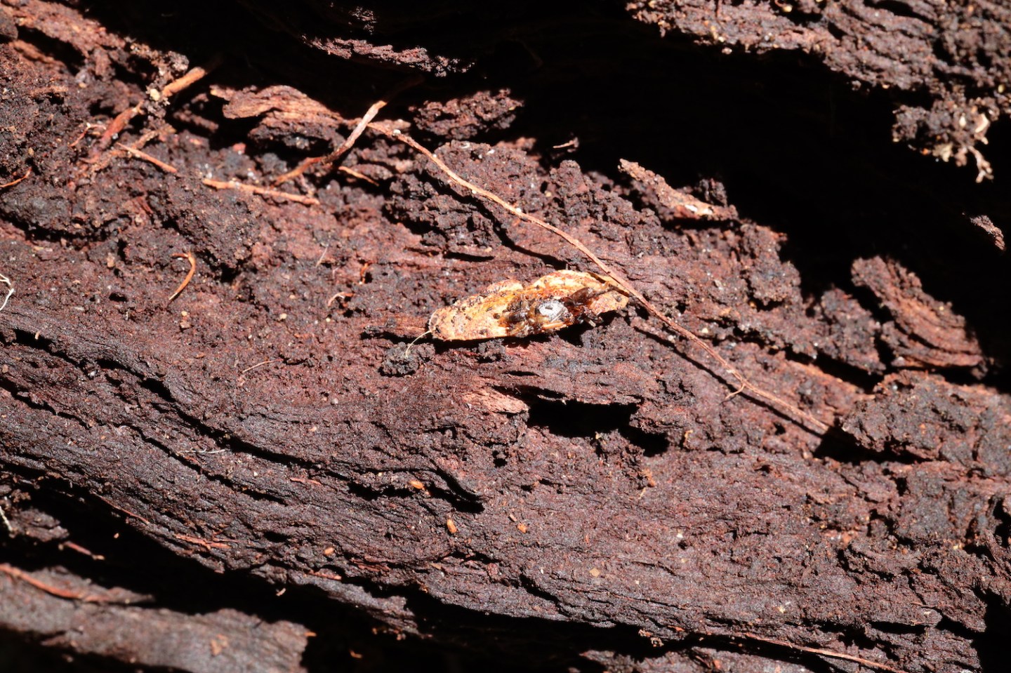 'Bone collector' caterpillar wears the body parts of dead bugs ...