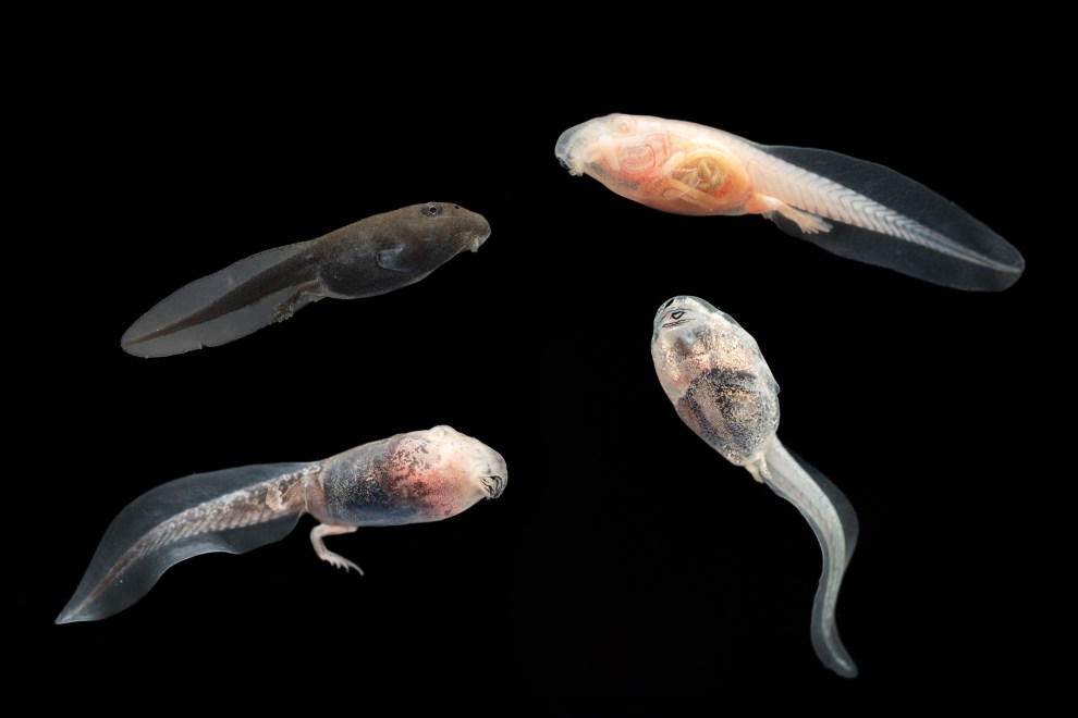Cannibal tadpoles help Australia fight invasive species | Popular Science