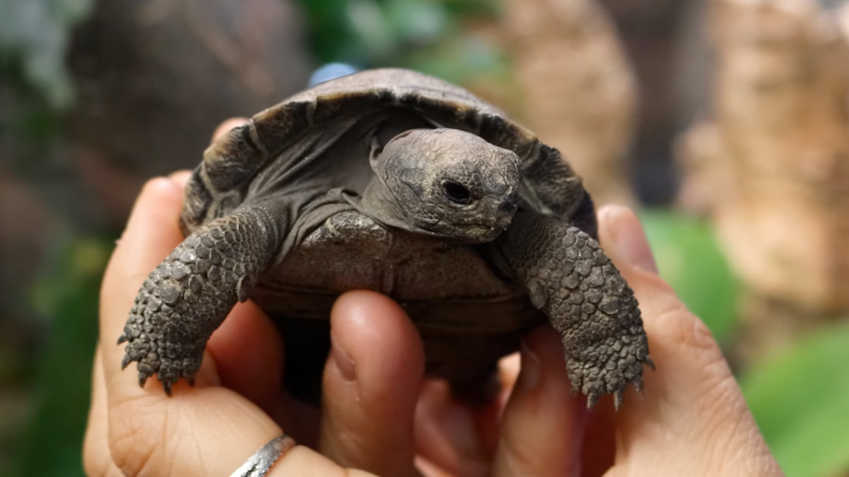 97-year-old Galápagos tortoise becomes first-time mom | Popular Science