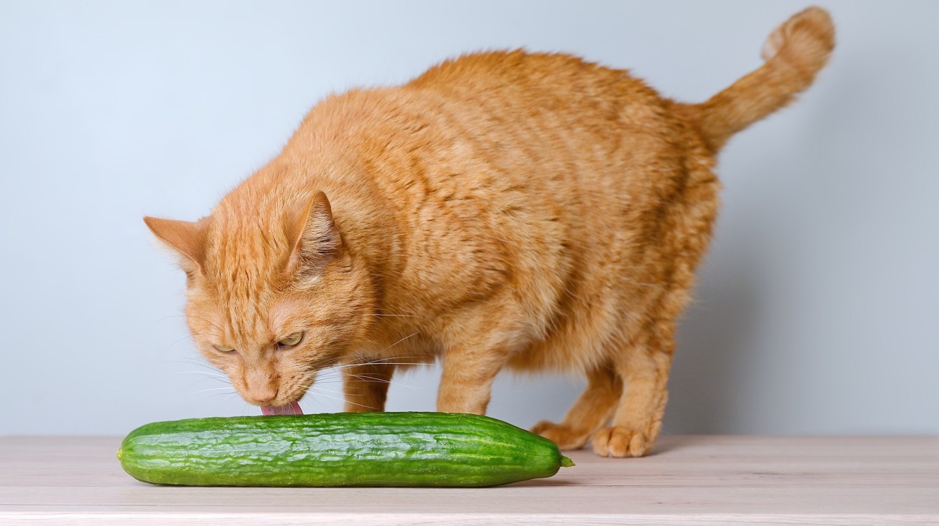 Are cats really afraid of cucumbers? We asked the experts. | Popular ...