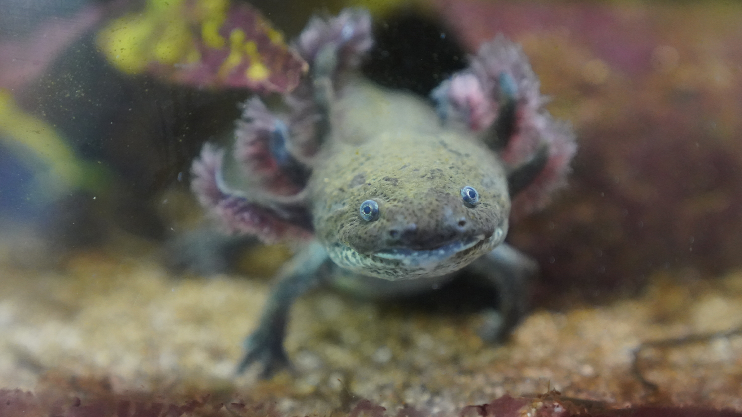 Axolotls raised in captivity can survive in the wild | Popular Science