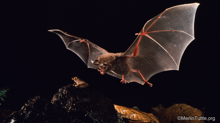 Caught on camera: Rats hunting bats mid-flight | Popular Science