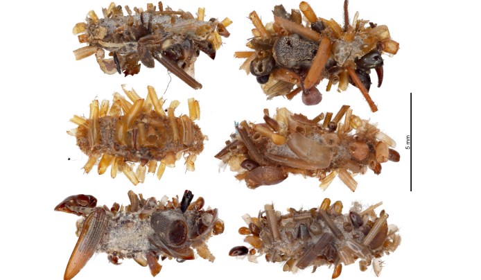 'Bone collector' caterpillar wears the body parts of dead bugs ...