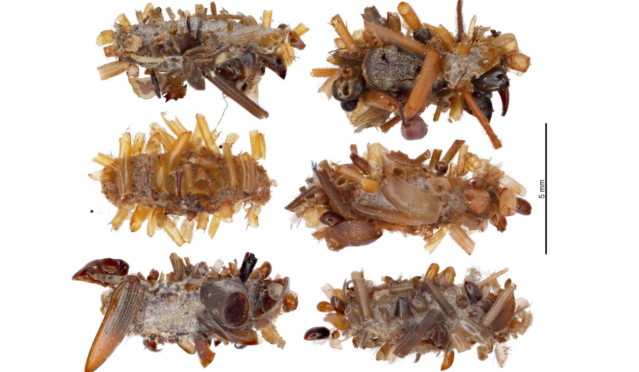 'Bone collector' caterpillar wears the body parts of dead bugs ...