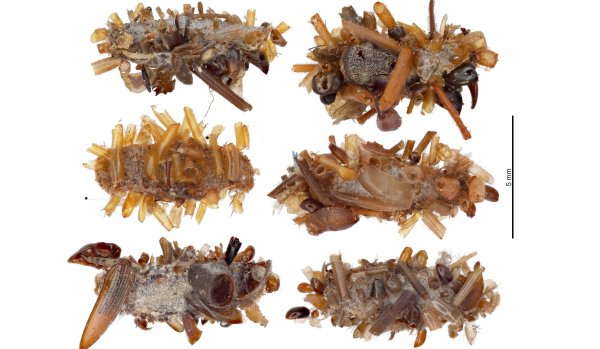 'Bone collector' caterpillar wears the body parts of dead bugs ...