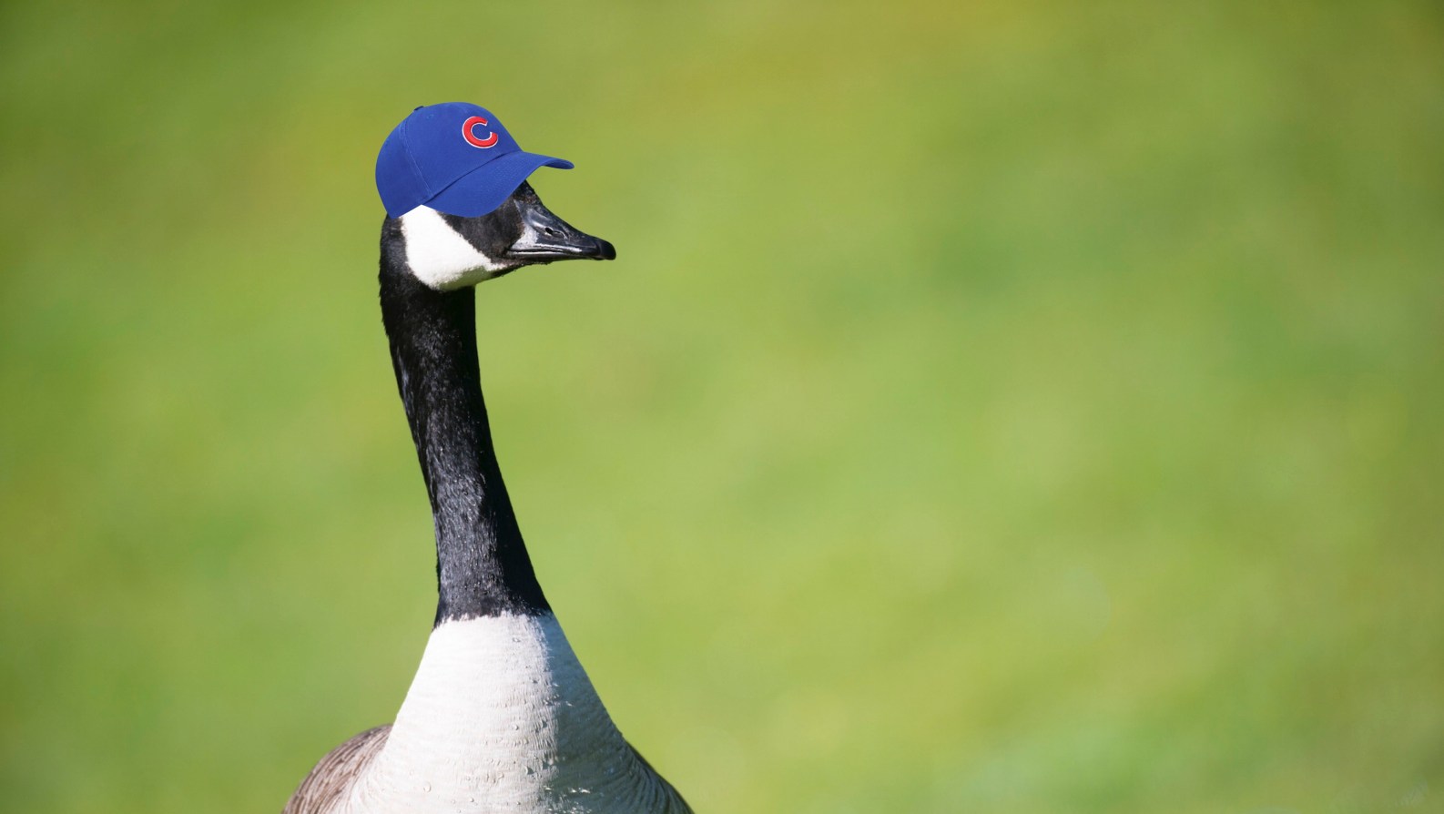 'Geesekeepers' protect Canada goose nesting at Chicago's Wrigley Field ...