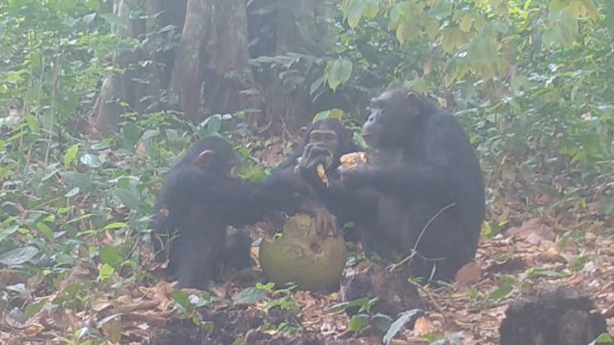 Wild chimps sharing ‘boozy’ fruit caught on camera for the first time ...
