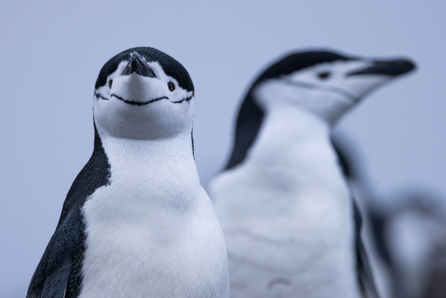 Filmmaker James Cameron on penguins, arctic cold, and lowlight cameras ...