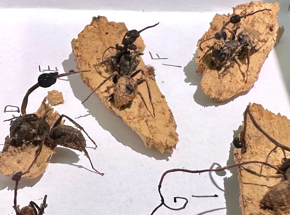 Cordyceps fungus: ‘The Last of Us’ co-star thriving outside the ...